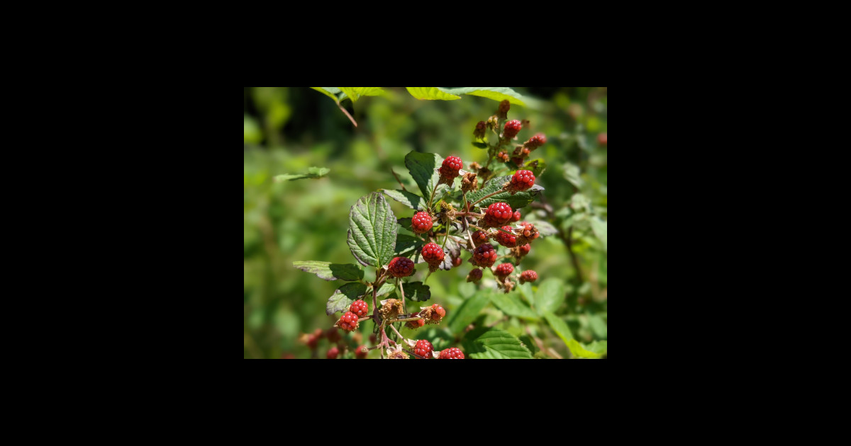 Red Berries - Red - Sticker | TeePublic