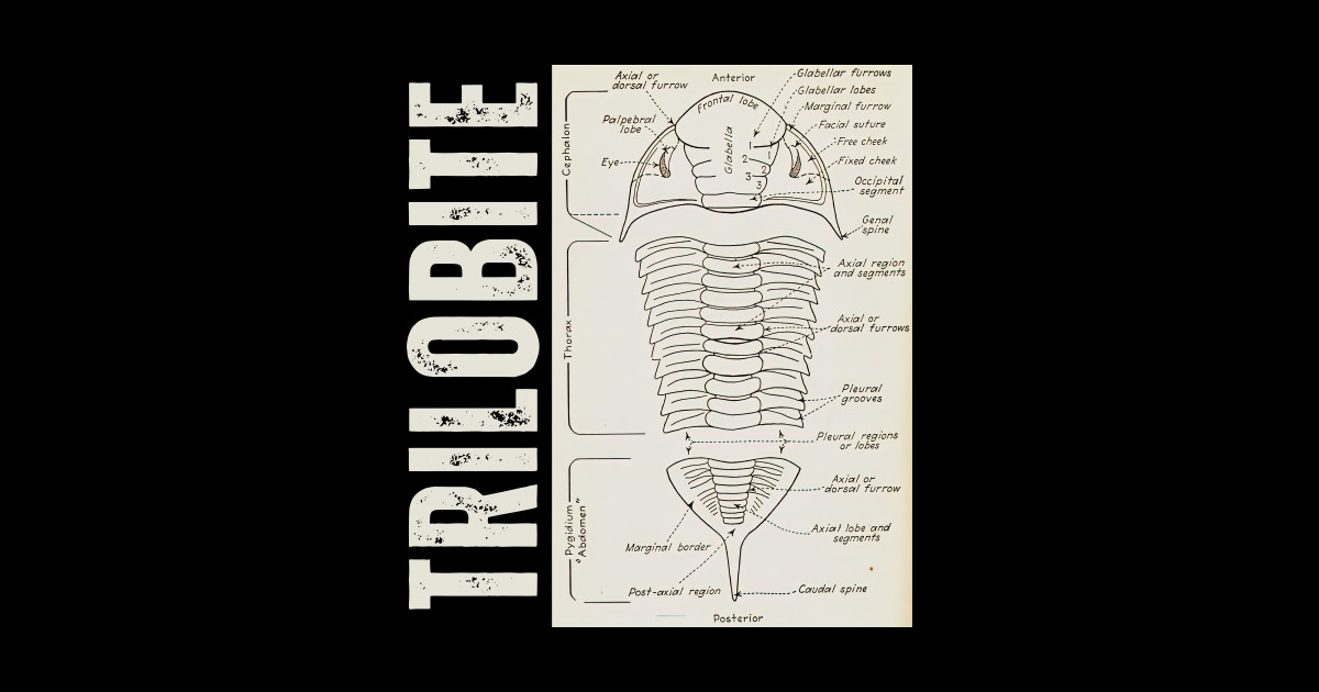 Vintage Trilobites Anatomy Prehistoric Fossils Paleontology - Vintage ...