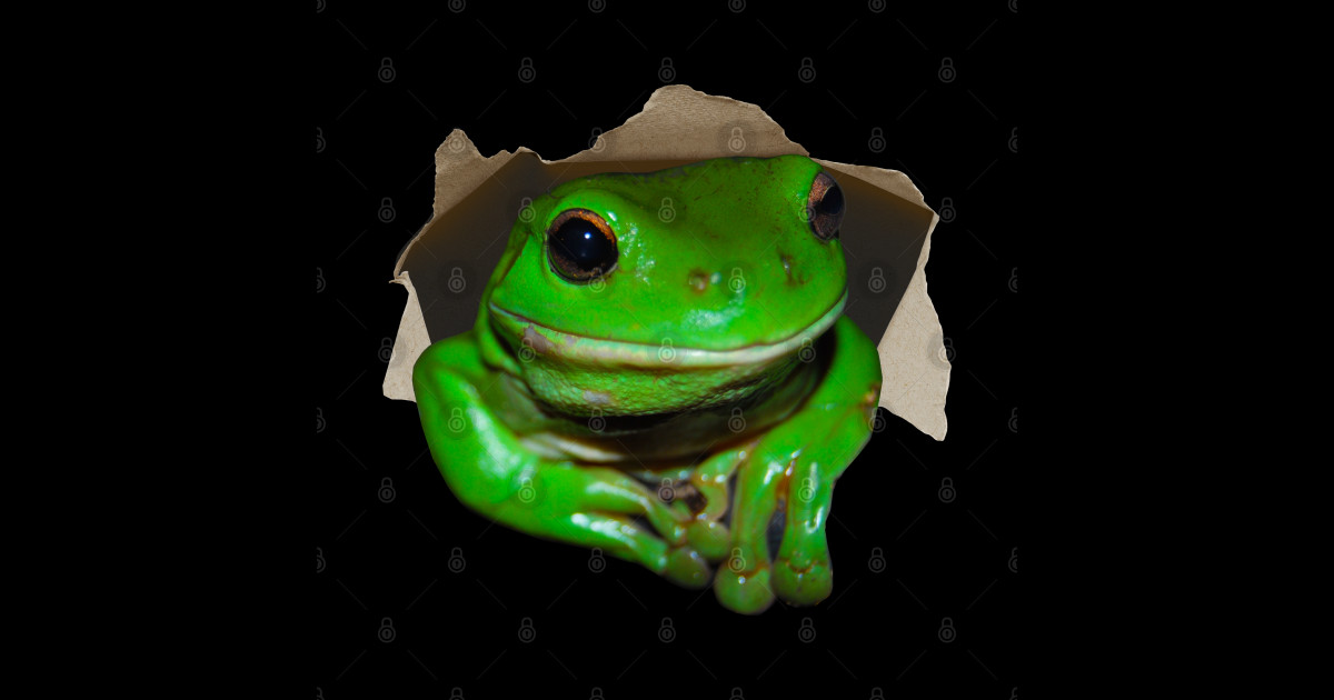 Funny Tree Frog - Frog - Sticker | TeePublic