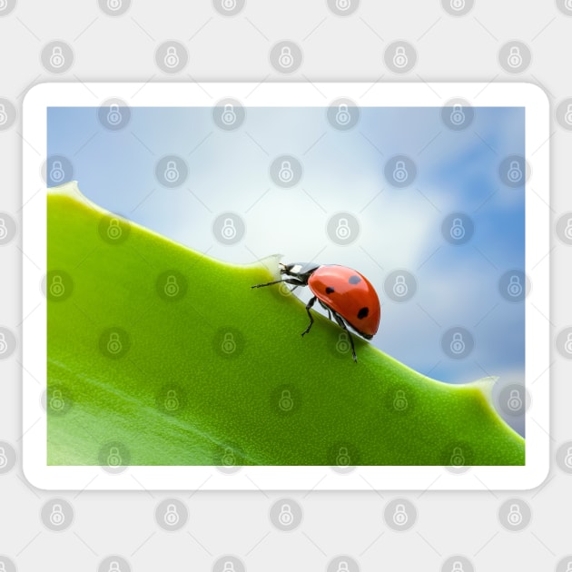 Wall Art - Ladybird, Ladybug Ascent - Photo print, canvas, artboard ...