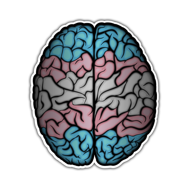 Transgender Pride Flag Colored Brain Vector - Transgender Pride - T ...