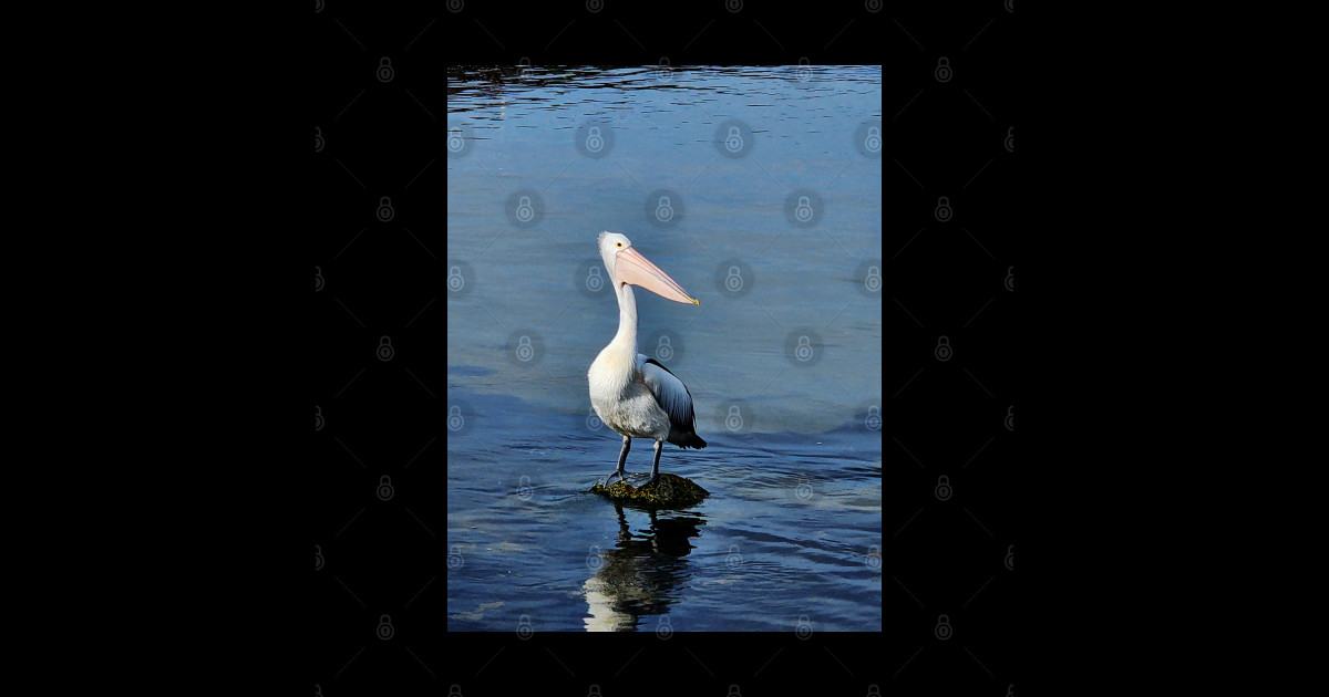 PELI-CAN - Pelican - Sticker | TeePublic