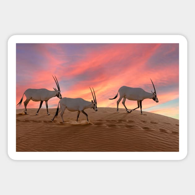 Oryx at sunset in the Arabian desert - Oryx - Sticker | TeePublic
