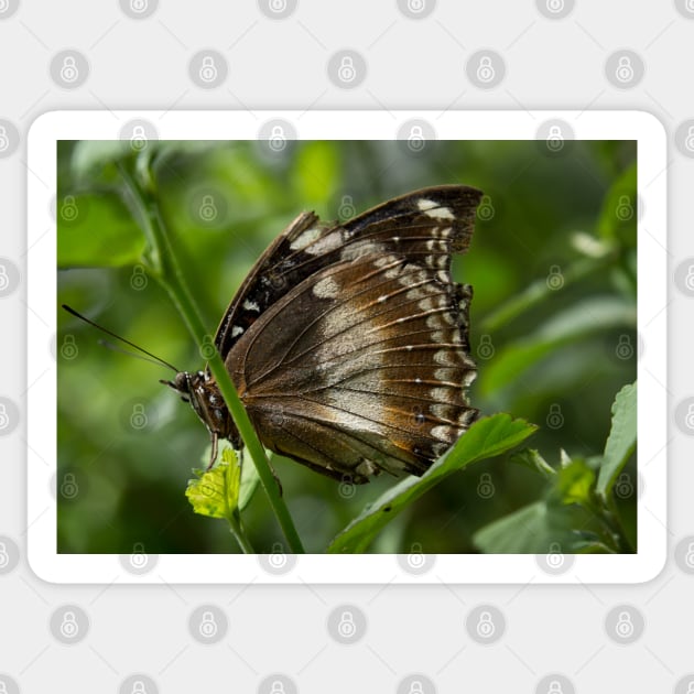 The Majestic Dance of the Brown Butterfly - Butterfly - Sticker | TeePublic