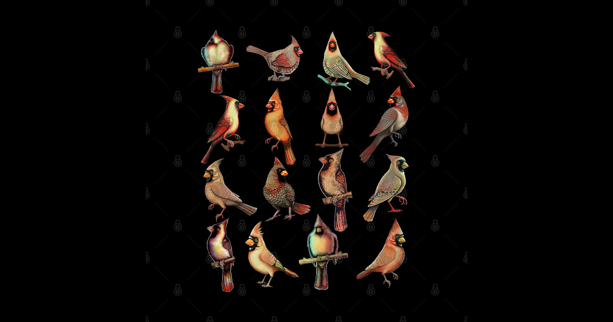 Red Cardinal birds female cute cardinals - Red Cardinal Red Cardinal ...