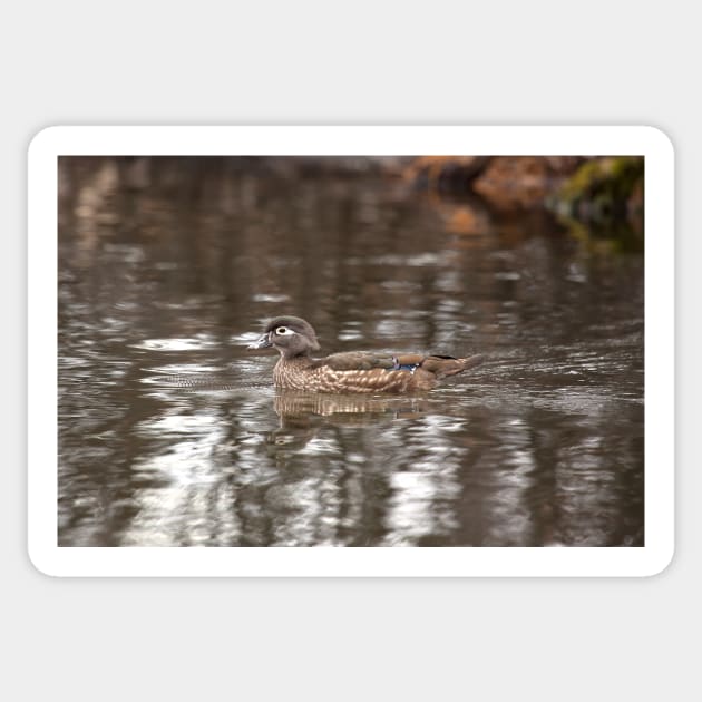 Female Wood Duck - Duck - Sticker | TeePublic