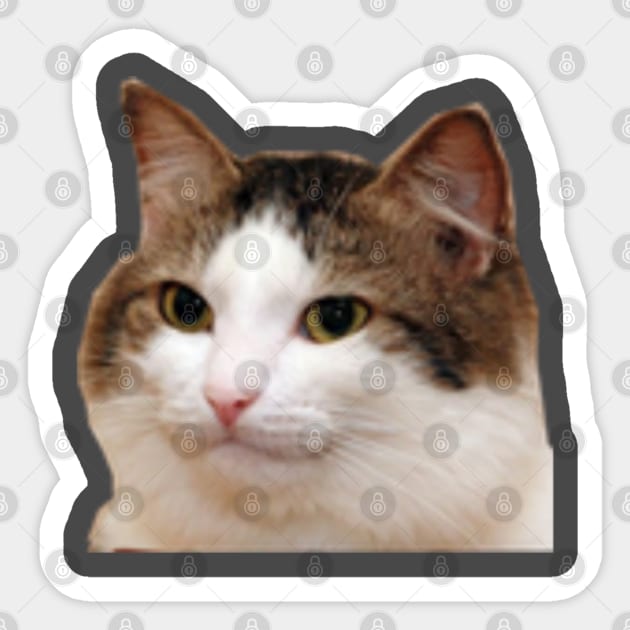 Stare Cat Emote - Cats - Sticker | TeePublic