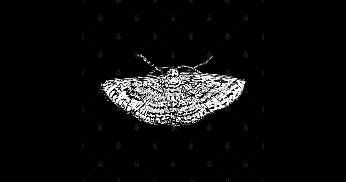 The Moth - Moth - Sticker | TeePublic