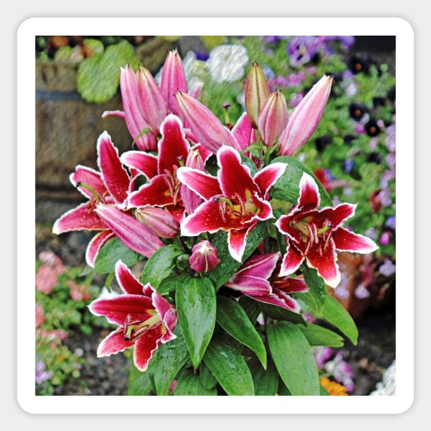 Red Wet Lilies - Red Lily Flower - Sticker | TeePublic