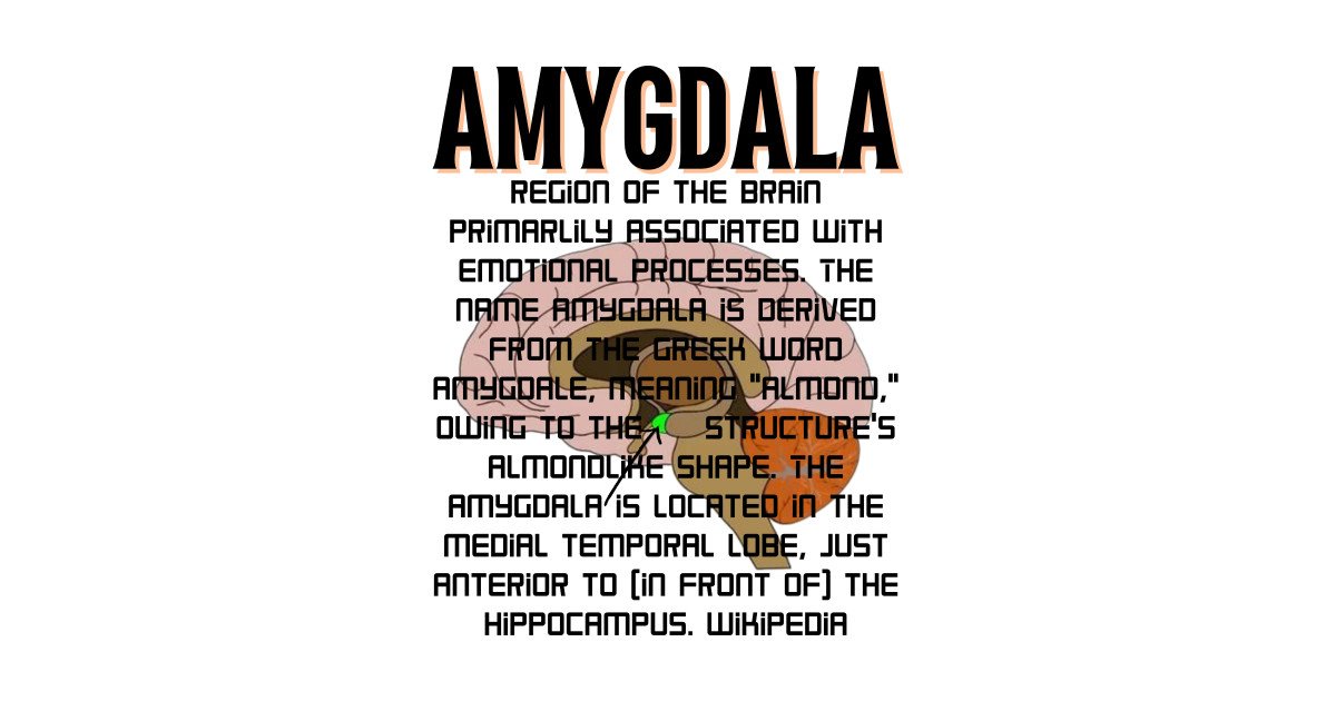 AMYGDALA - Science - T-Shirt | TeePublic