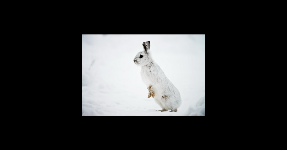 Snow Shoe Hare - Snowshoe Hare - Sticker | TeePublic