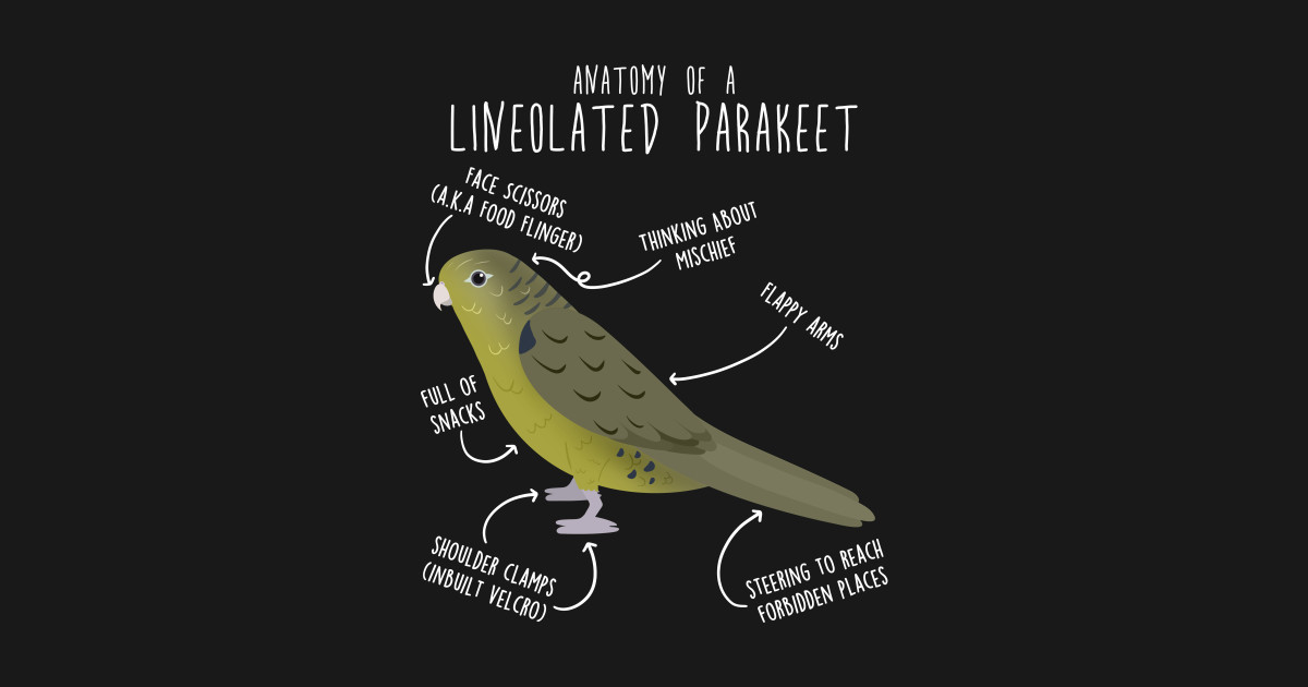 Olive Lineolated Parakeet Parrot Anatomy - Lineolated Parakeet - T ...