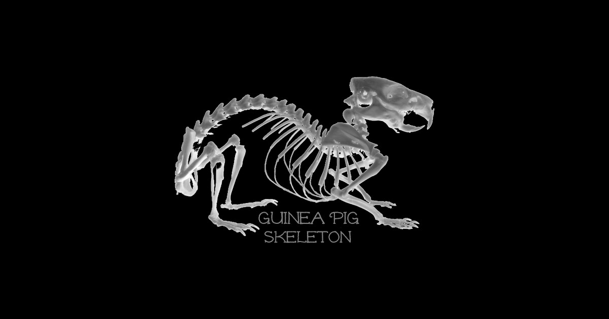 Guinea Pig Skeleton - Guinea Pig - Sticker | TeePublic