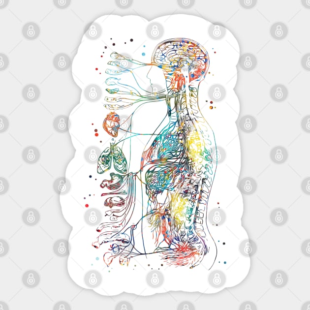 Autonomic Nervous System - Nervous System Artwork - Sticker | TeePublic