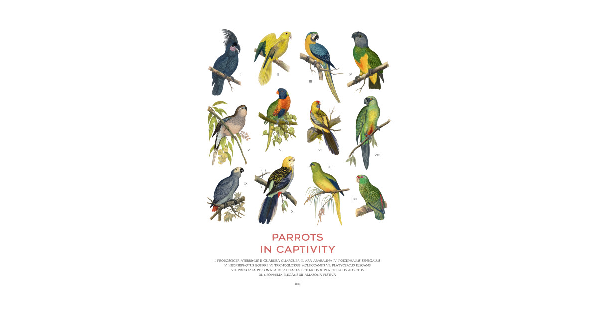 Types of Parrots chart - Types Of Parrots - T-Shirt | TeePublic