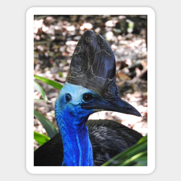 Cassowary - Cassowary - Sticker | TeePublic