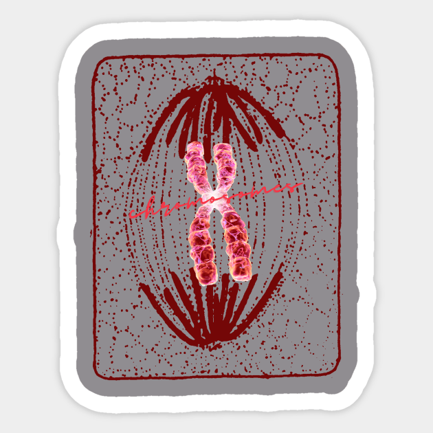 chromosomes - Funnytee - Sticker | TeePublic