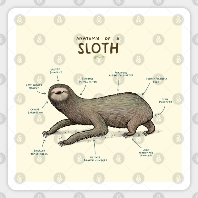 Anatomy of a Sloth - Sloth - Sticker | TeePublic