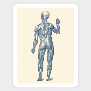 Human Muscle Anatomy Stickers for Sale | TeePublic