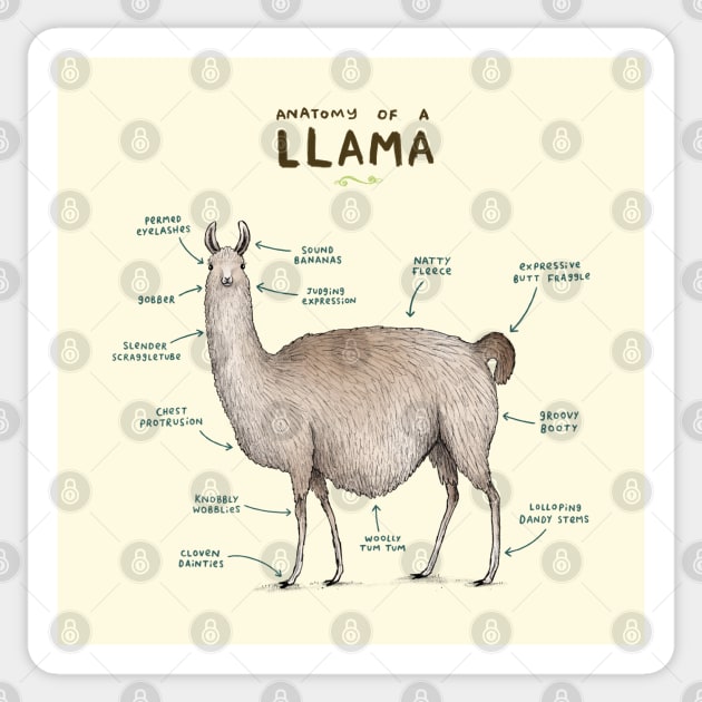 Anatomy of a Llama - Llama - Sticker | TeePublic
