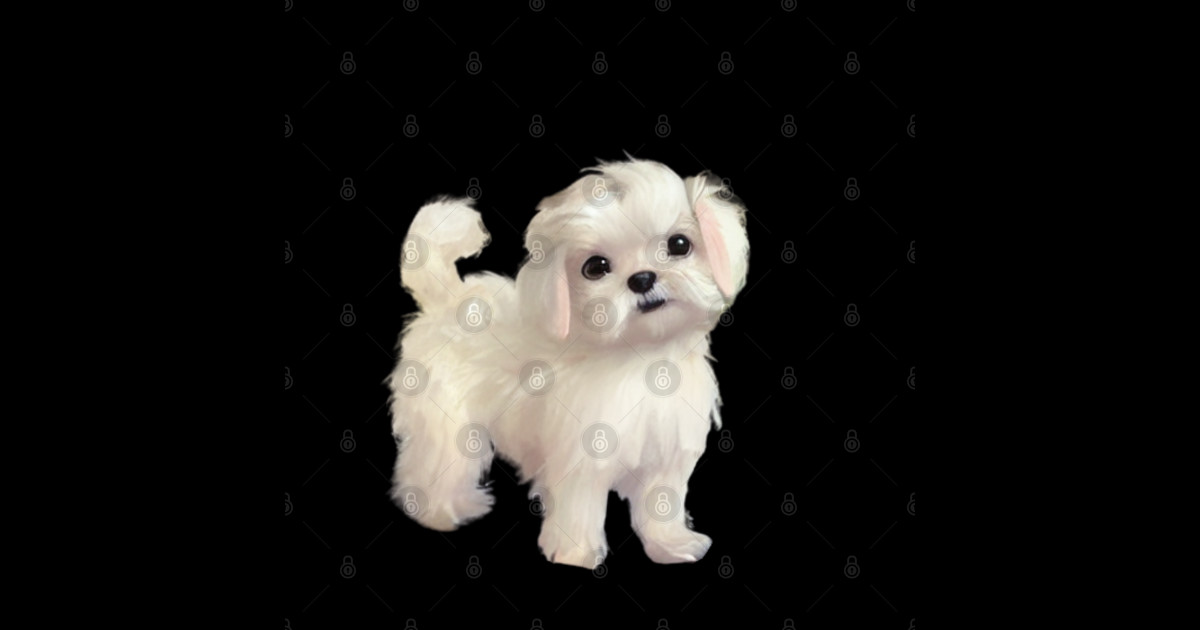 Just A Cute Little Crusty White Dog with Fluffy Curly Hair - Crusty ...