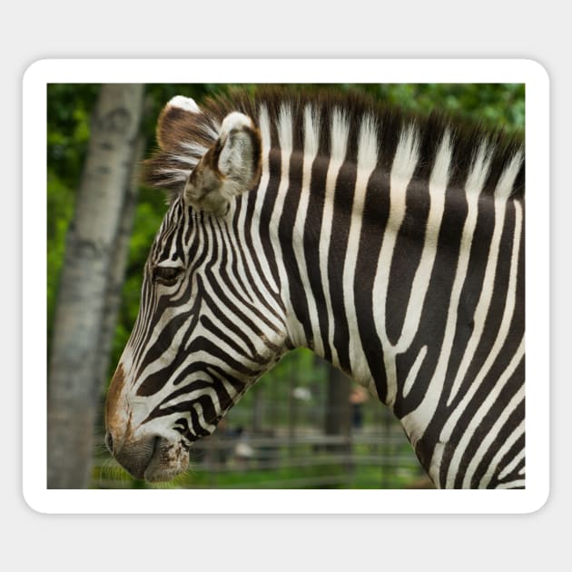 Zebra Head shot - Steven Elliot - Sticker | TeePublic