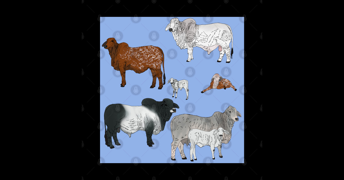Brahman Cattle Blue - Brahma - Sticker | TeePublic