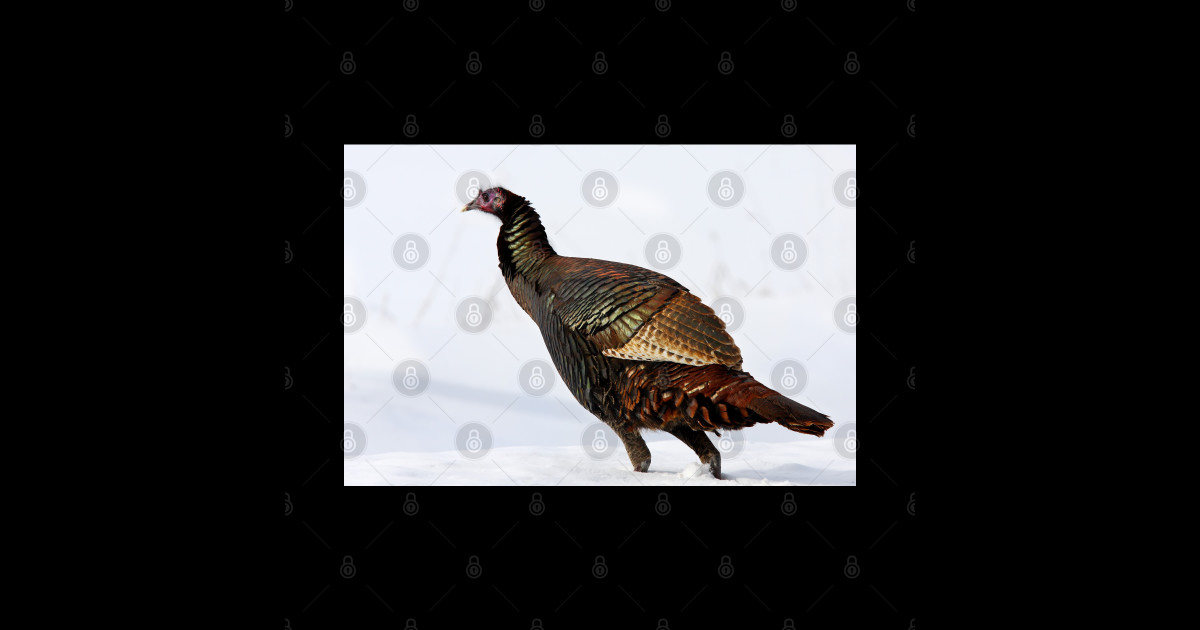 Wild Turkey...Wild Colours - Wild Turkey - Sticker | TeePublic