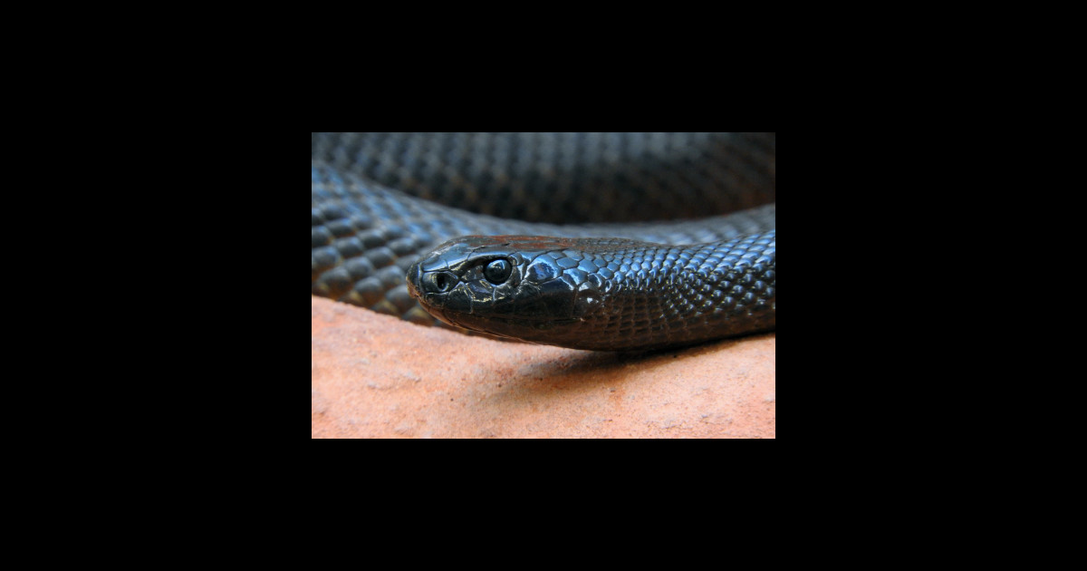 Inland Taipan - Taipan - Sticker | TeePublic