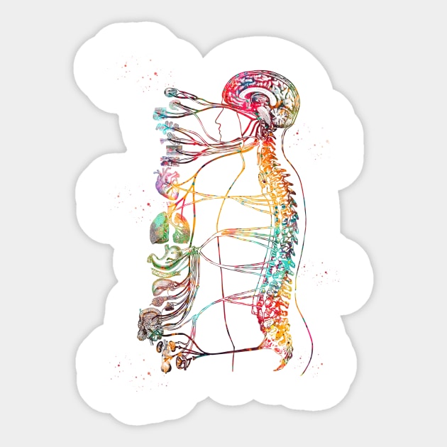 Autonomic Nervous System - Nervous System - Sticker | TeePublic