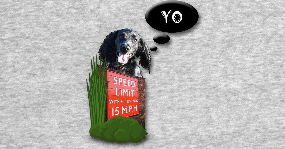 Funny black working cocker spaniel dog zoomies - Cocker Spaniels ...