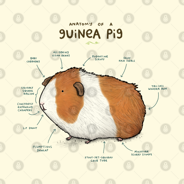 Anatomy of a Guinea Pig - Guinea Pig - Tapestry | TeePublic