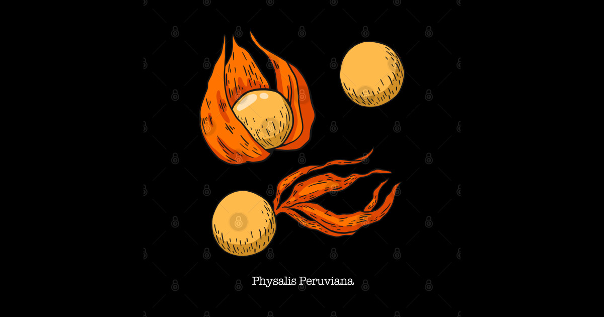 Physalis Peruviana Drawing - Cape Gooseberry - Physalis - Sticker ...