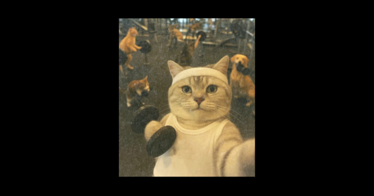 Funny Gym Cat Meme Cat Workout Gymer - Funny Gym - Sticker | TeePublic