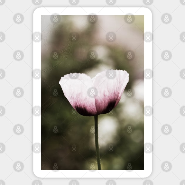 Pink Poppy - Poppy - Sticker | TeePublic