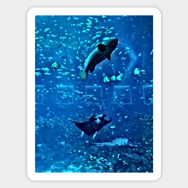 THE PELAGIC WINDOW - Singapore Aquarium - Sticker | TeePublic
