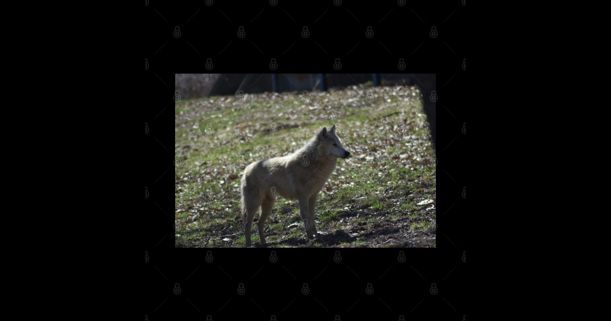 White Wolf - Wolf - Sticker | TeePublic