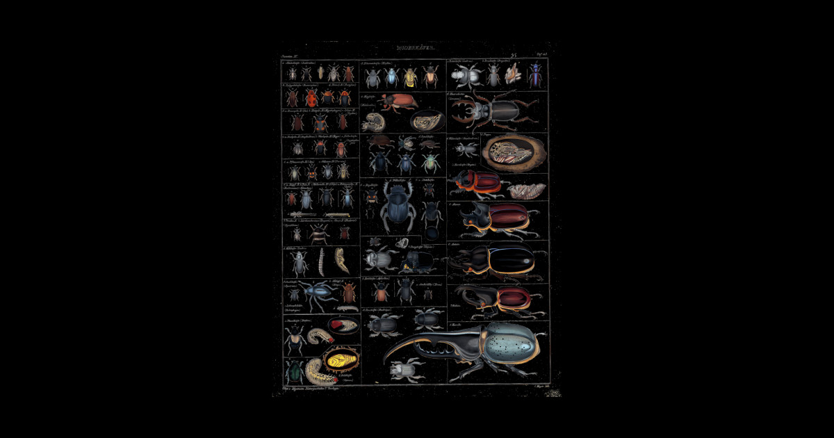 Insects Species Bugs Chart Entomology - Vintage Bugs Chart - Posters ...