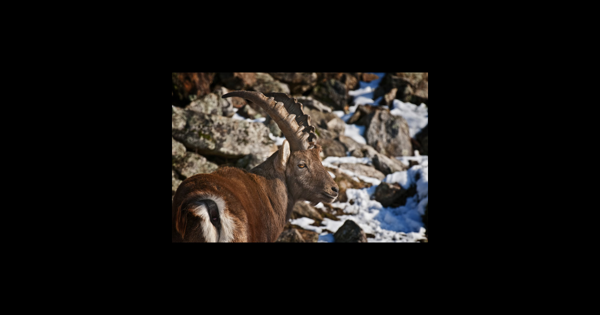 Ibex - Ibex - Sticker | TeePublic