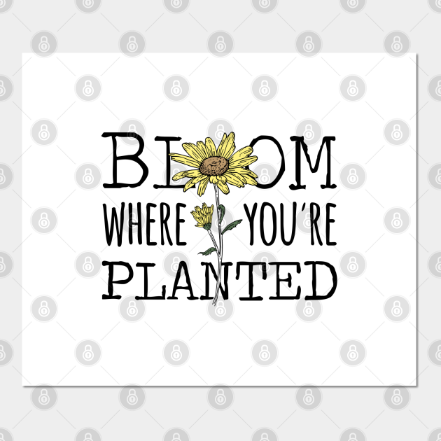 Bloom Where You're Planted Sunflower - Bloom - Posters and Art Prints ...