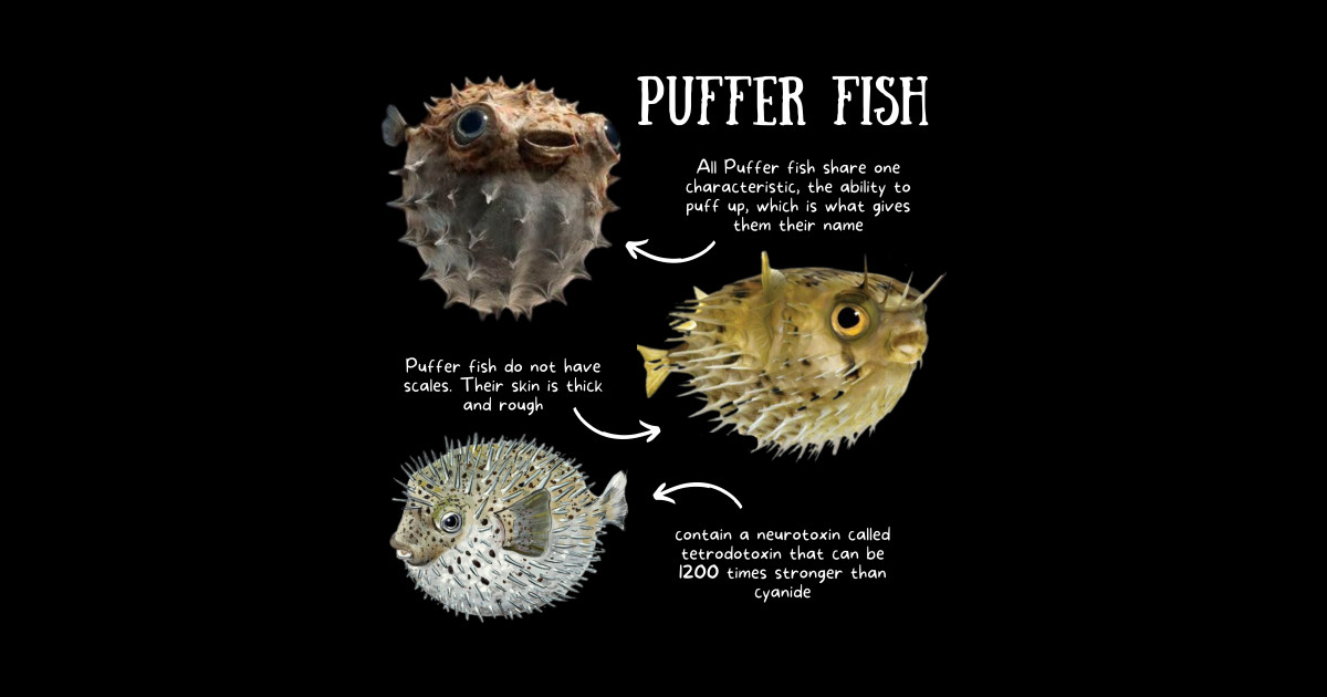 Animal Facts - Puffer Fish - Puffer Fish - Sticker | TeePublic