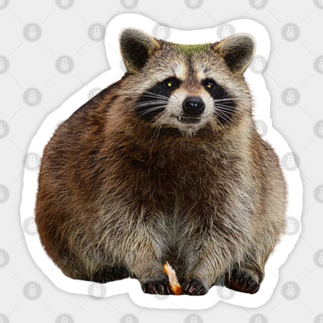 fat racoon