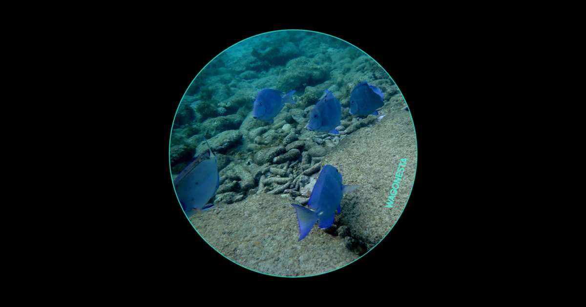 Underwater - Blue Gang Fish by Wagonesta - Underwater Blue Gang Fish By ...