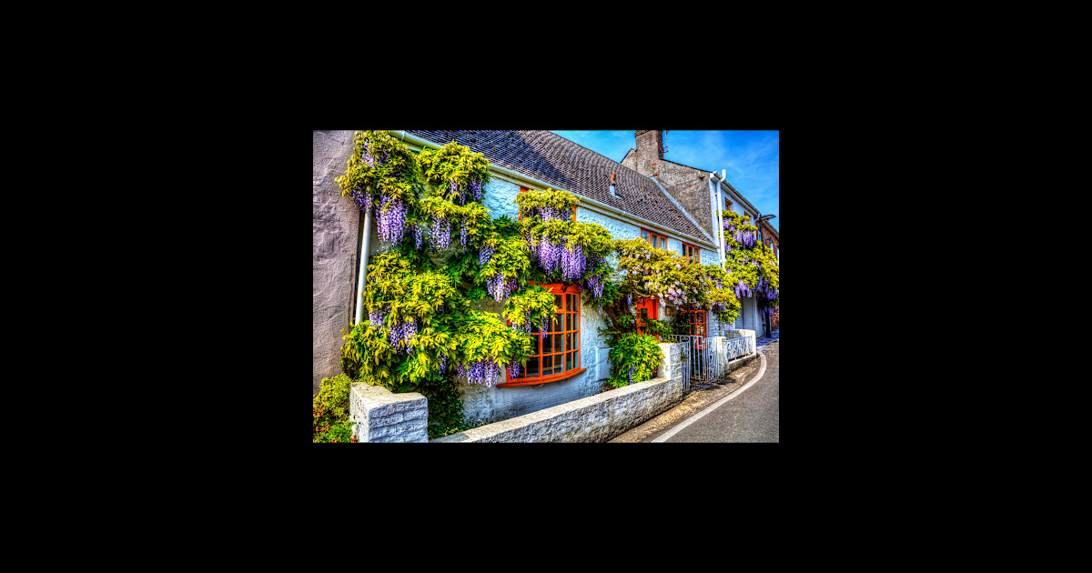 Wisteria House, Upwey, Dorset, England - Wisteria - Sticker | TeePublic