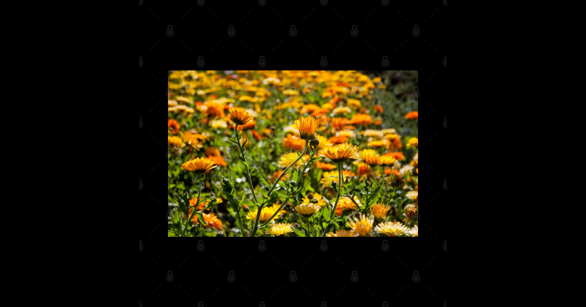Flower Fields - Calendula - Sticker | TeePublic