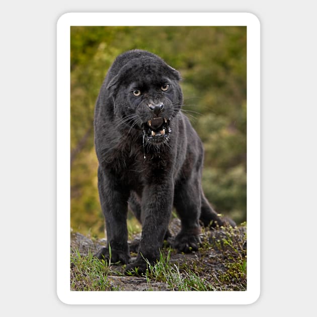 Black Panther - Animal - Sticker | TeePublic