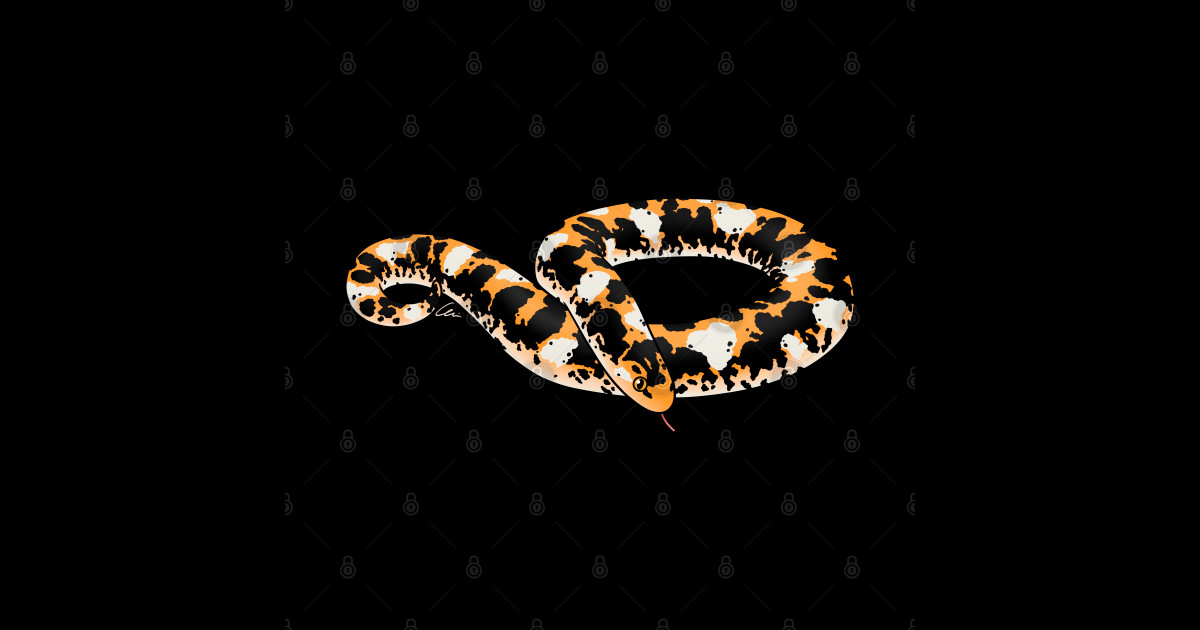 Calico Kenyan Sand Boa - Kenyan Sand Boa - Sticker | TeePublic