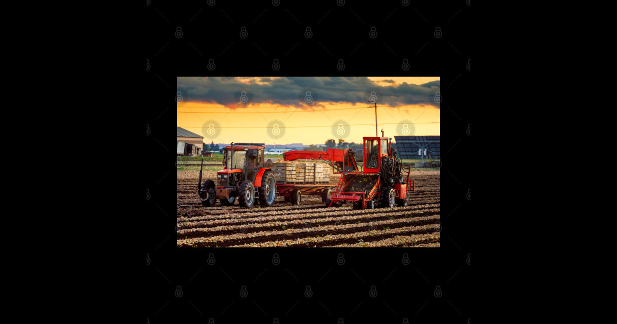 Fall Harvest Onion Crops - Landscape - Sticker | TeePublic