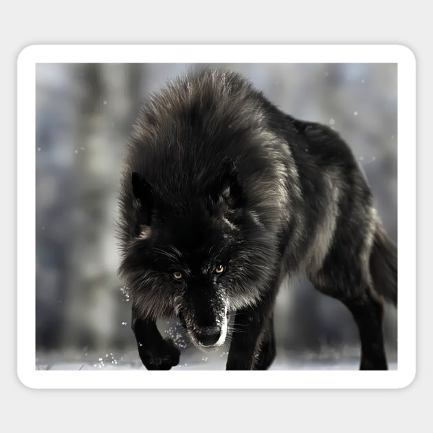 angry black wolf