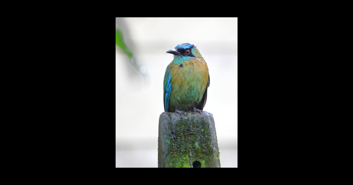 Blue-crowned Motmot - Blue Crowned Motmot - Sticker | TeePublic